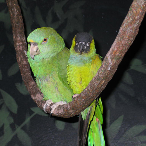 Mini-Zoo | Museum of Arts and Sciences