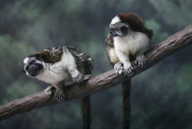 Mini-Zoo | Museum of Arts and Sciences