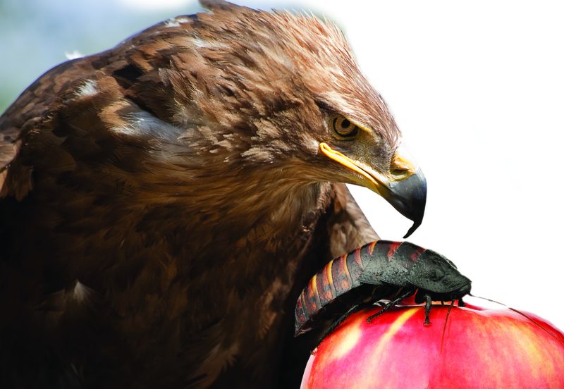 Feathers & Feelers – Birds & Bugs!Museum of Arts and Sciences