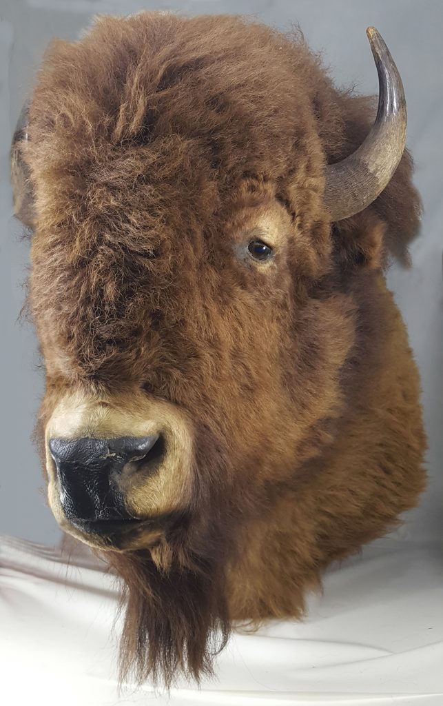 A Curator For A Day - Museum of Arts and SciencesMuseum of Arts and ...