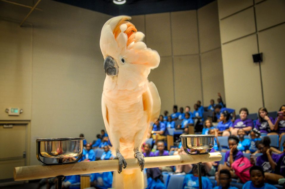 Mini-Zoo | Museum of Arts and Sciences