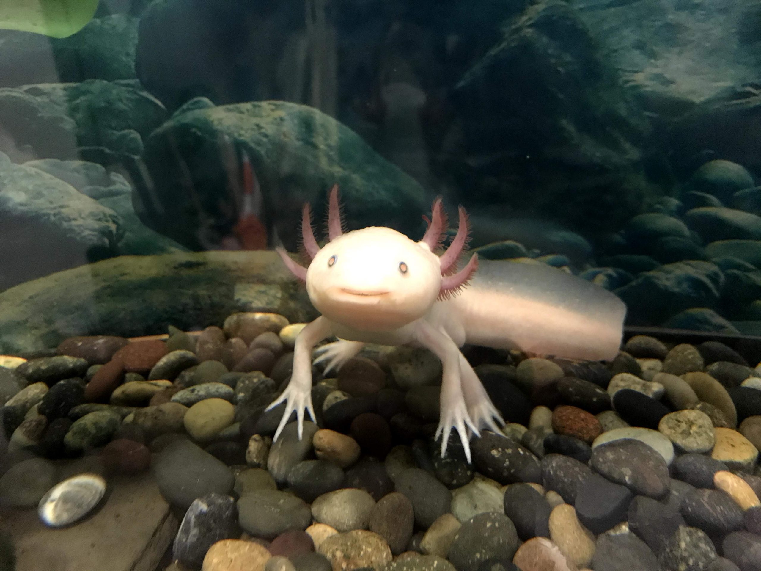 Mini-Zoo | Museum of Arts and Sciences