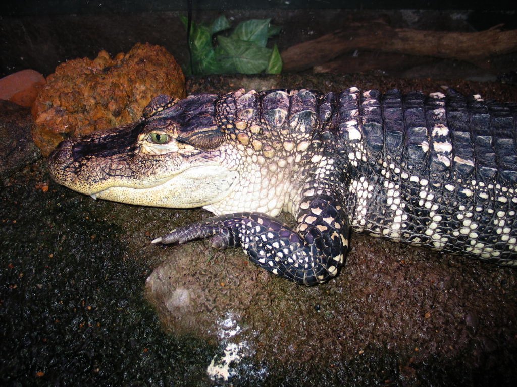 Mini-Zoo | Museum of Arts and Sciences