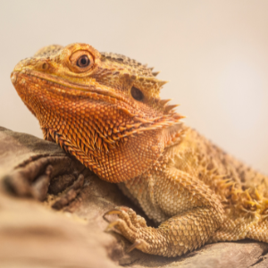 MAS Mini-Zoo - Museum of Arts and SciencesMuseum of Arts and Sciences