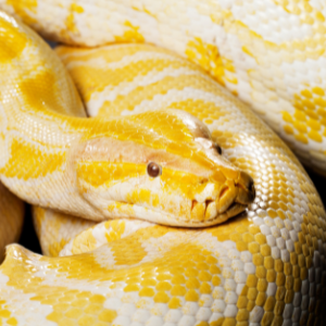 MAS Mini-Zoo | Museum of Arts and Sciences