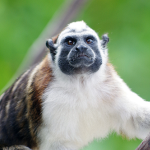 MAS Mini-Zoo - Museum of Arts and SciencesMuseum of Arts and Sciences