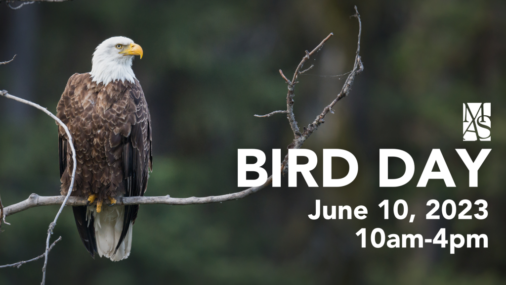 Bird Day - Museum of Arts and SciencesMuseum of Arts and Sciences